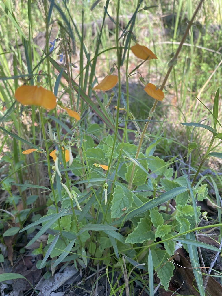 spade flower from Bushland Rd, Riverbend, QLD, AU on January 5, 2024 at ...