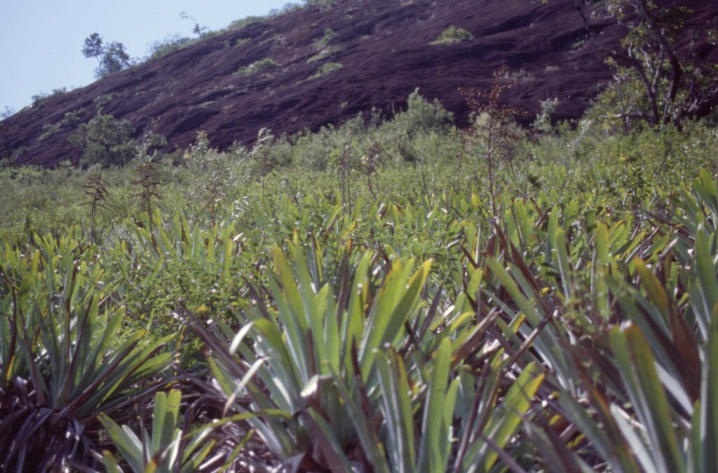 Alcantarea heloisae from Santa Maria Madalena - State of Rio de Janeiro ...