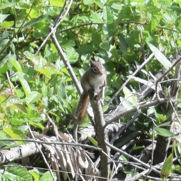 Merriam's Chipmunk from Lexington Reservoir County Park, CA, USA on ...