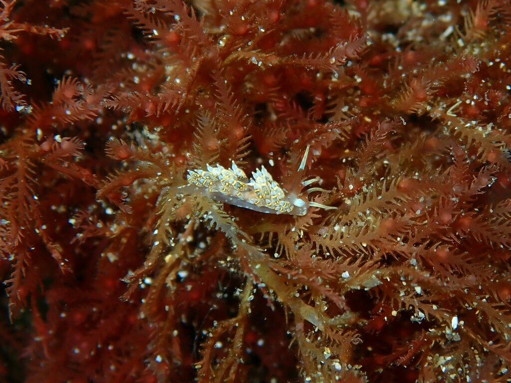 Trinchesia from South Channel Fort on January 6, 2024 at 01:51 PM by ...