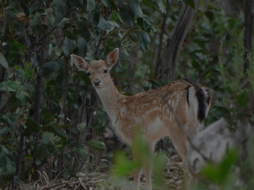 European Fallow Deer from Sampson Flat SA 5114, Australia on January 7 ...