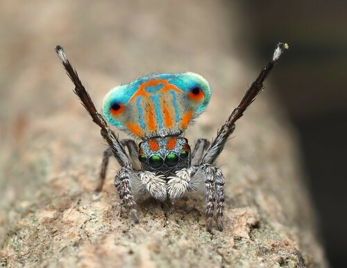 Maratus occasus · iNaturalist