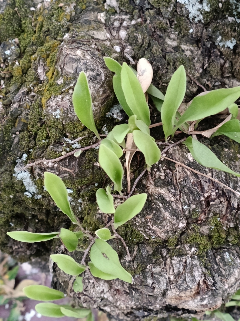 Lanceleaf Tongue Fern from 947台灣屏東縣滿州鄉九棚村 on January 7, 2024 at 02:19 ...