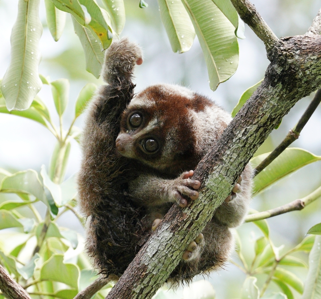 Lorises (Lorisinae) - Know Your Mammals