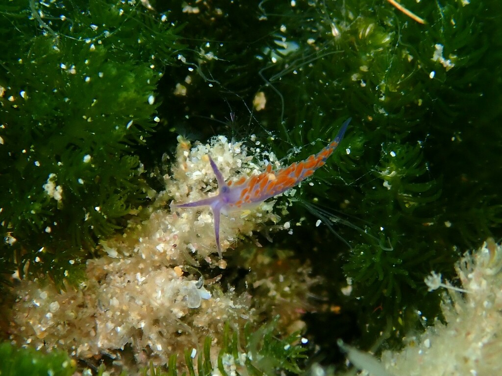 Flabellina from South Channel Fort on January 6, 2024 at 12:40 PM by ...