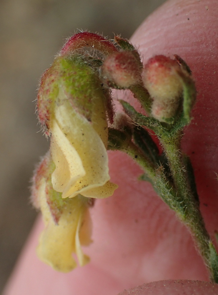 Dollsroses from Garcia Pass and surrounds, Garden Route District ...