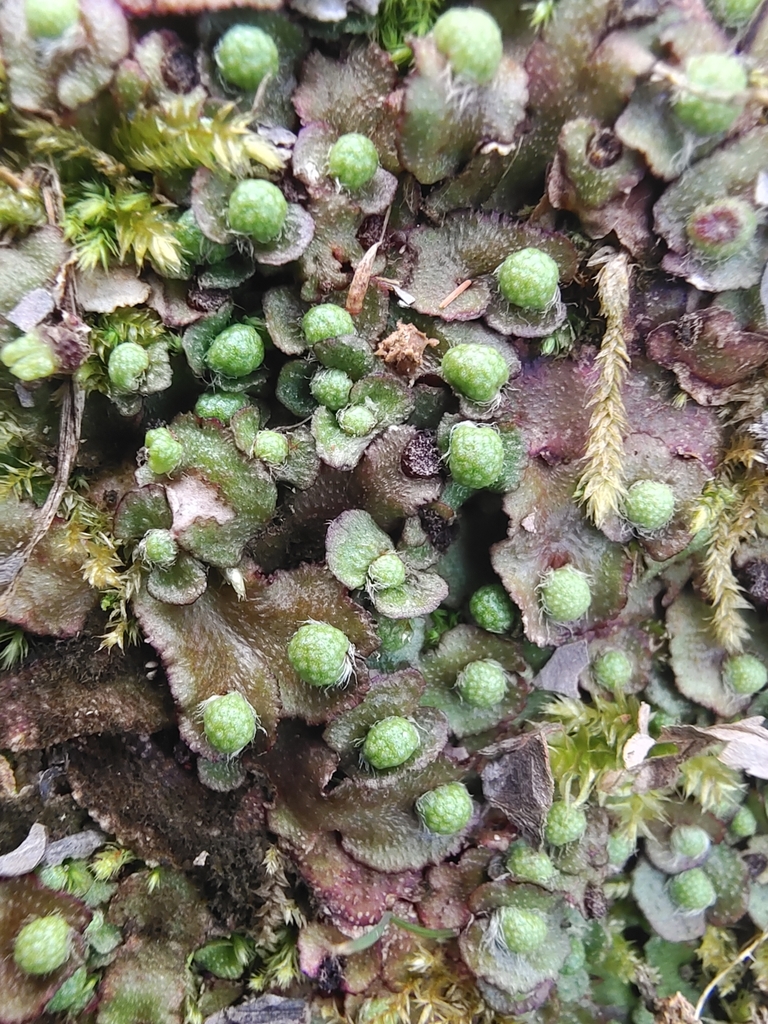 Reboulia hemisphaerica orientalis from Yichun, CN-JX, CN on January 7 ...