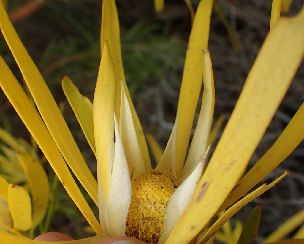 Gumleaf Conebush from Garcia Pass and surrounds, Garden Route District ...
