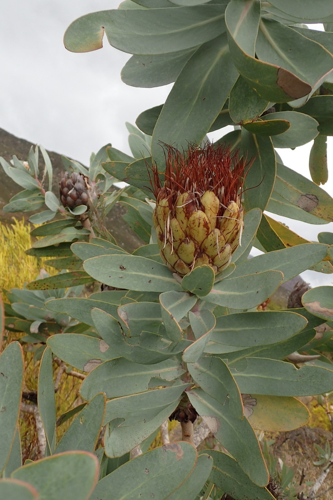 Wagon Tree from Garcia Pass and surrounds, Garden Route District ...
