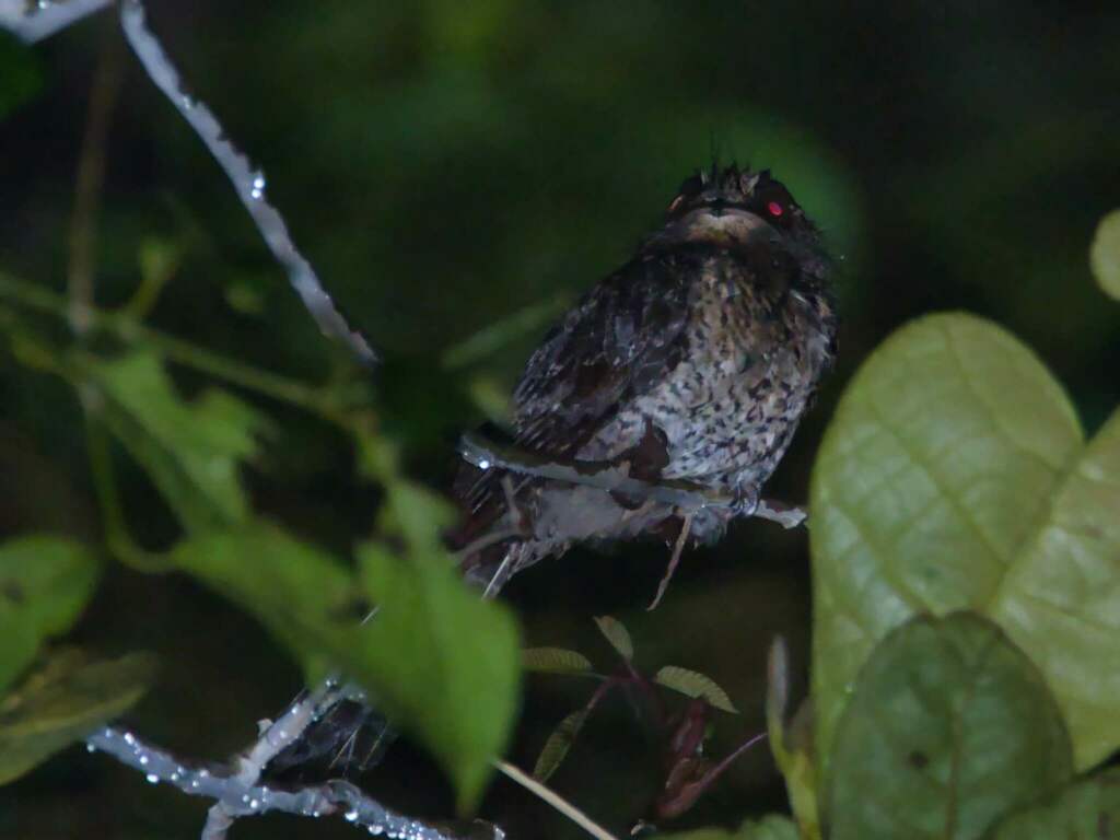 Wallace's Owlet-nightjar from North Fly District, Western Province ...