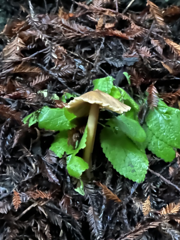 Redwood Rooter in January 2024 by Anisha Kumra. redwood rooter ...