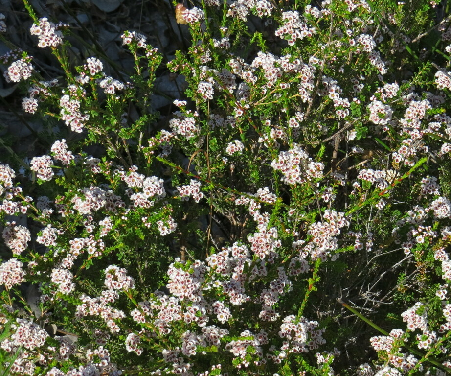 Compacted Featherflower from Lesueur National Park, Cockleshell Gully ...