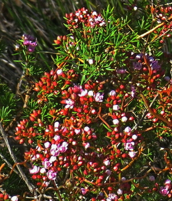 Compacted Featherflower from Lesueur National Park, Cockleshell Gully ...