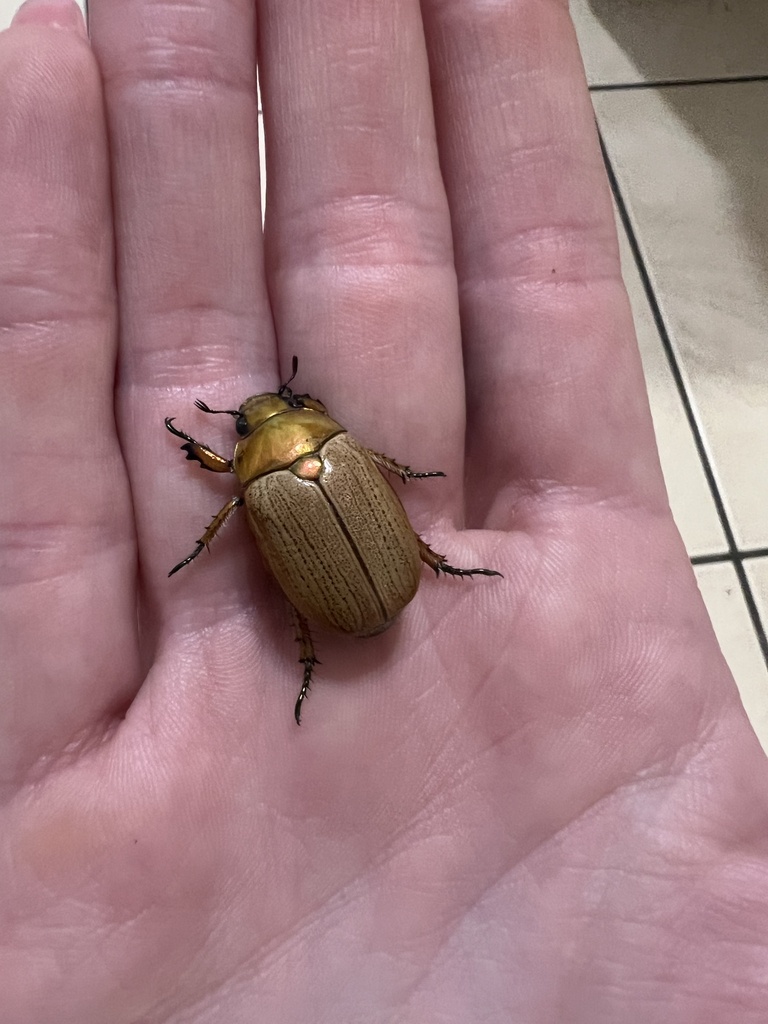 Scarabs in January 2024 by emcint03 · iNaturalist