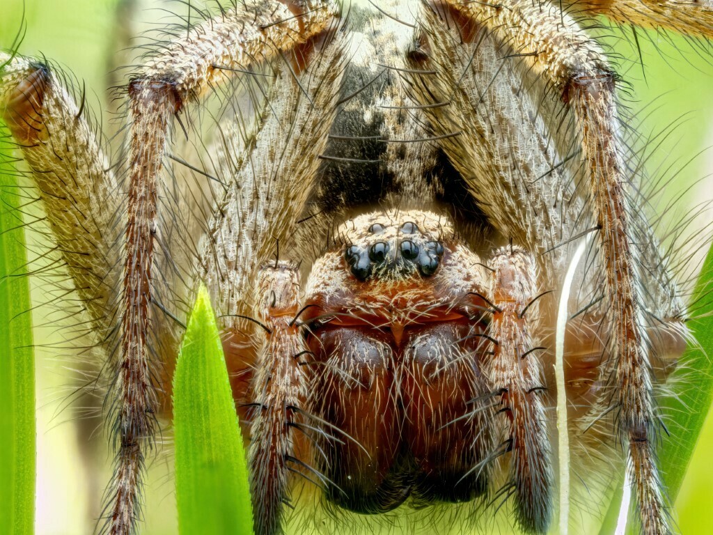 Labyrinth spider from Klagenfurt am Wörthersee, Österreich on July 29 ...