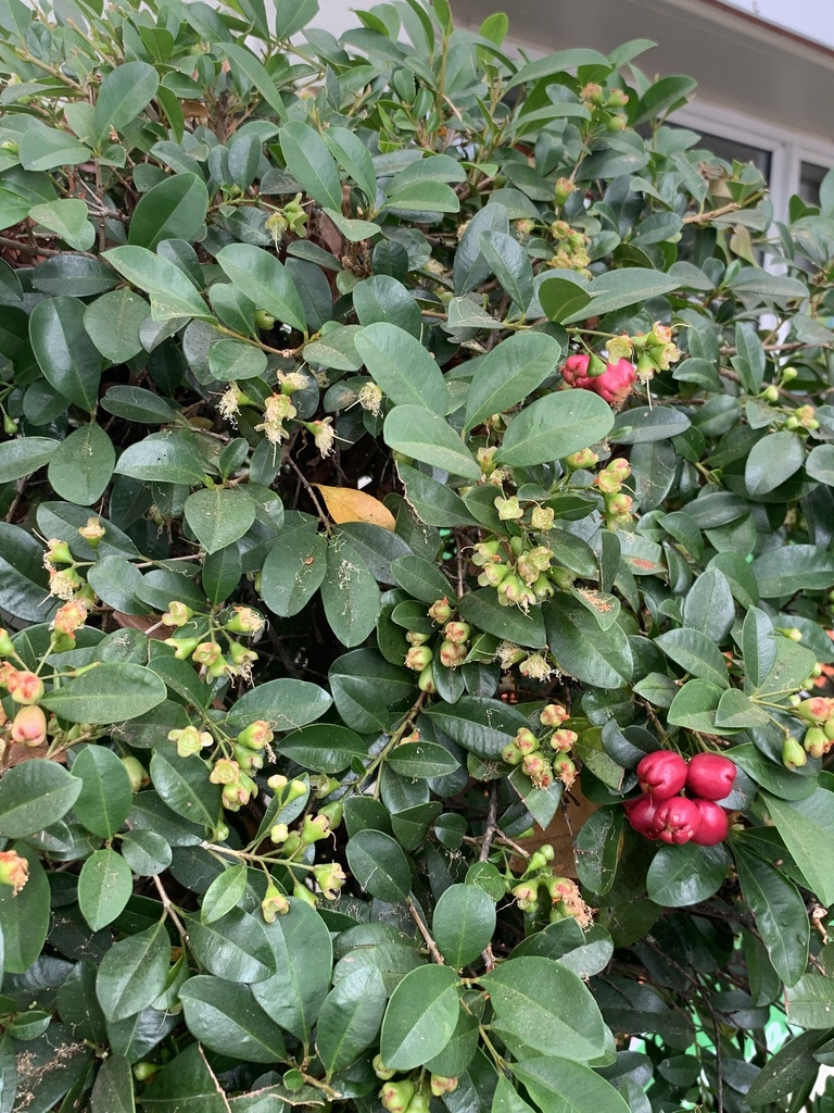 scrub cherry from Piet Retief, Stellenbosch, WC, ZA on January 7, 2024 ...