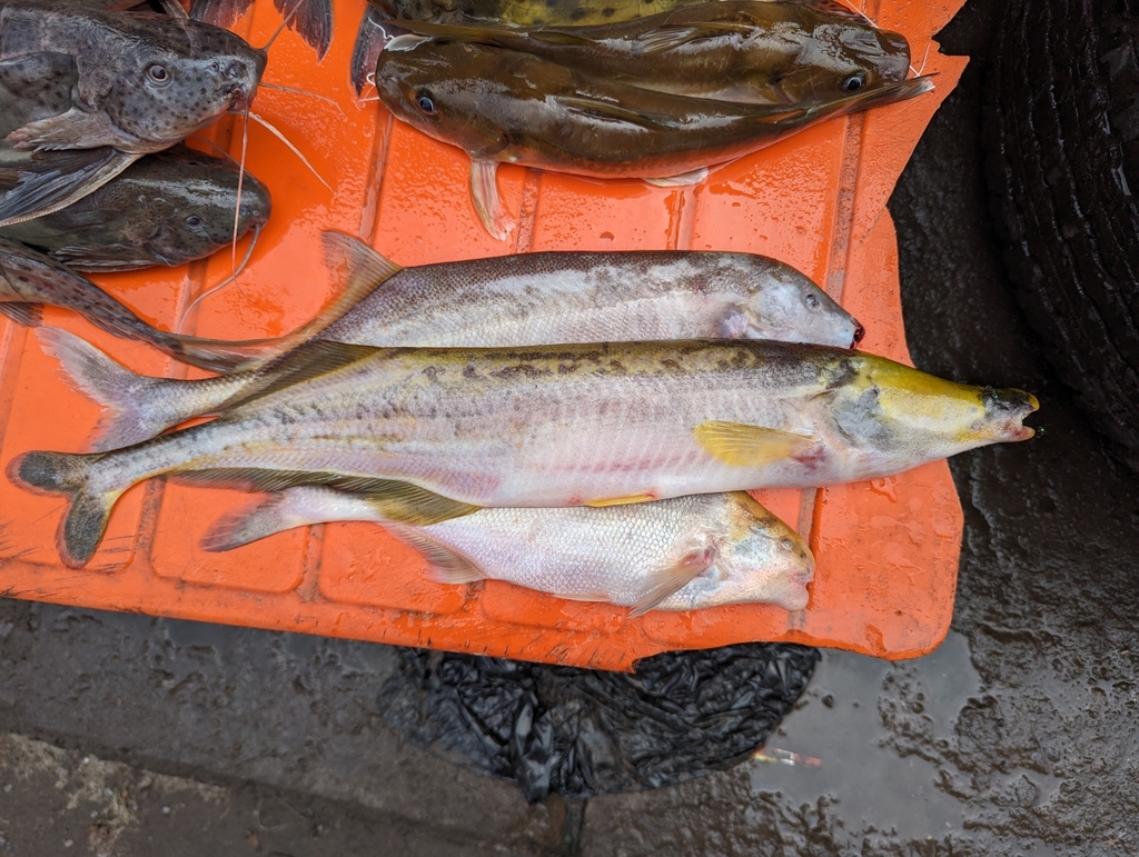 Cornish Jack from M794+HG5, Kinshasa, Democratic Republic of the Congo ...