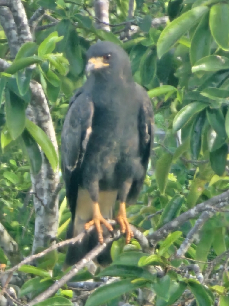 Hawks, Eagles, and Kites from VR9W+44, Paramaribo, Suriname on January ...