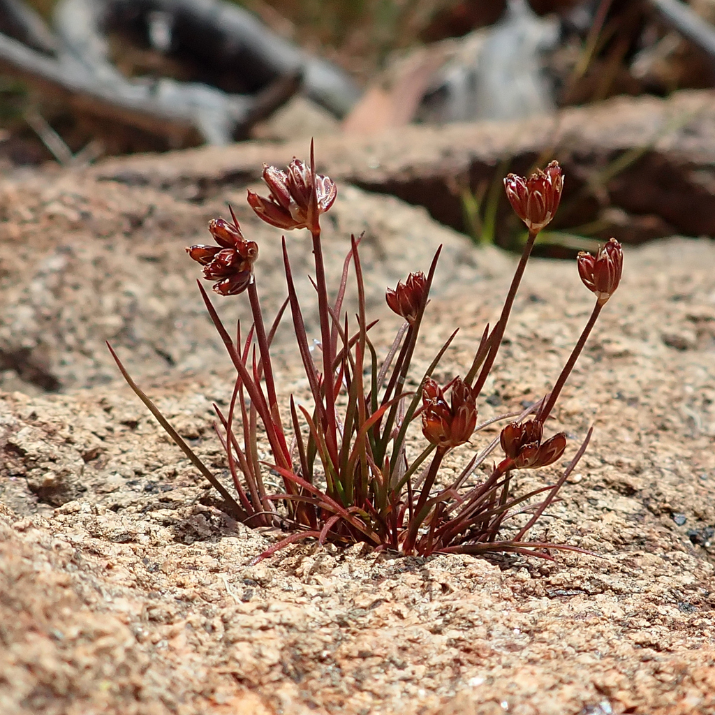 dwarf rush from Hawk Island, Arthurs Lake TAS 7030, Australia on ...