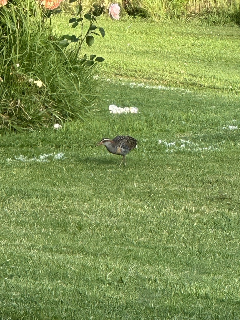 Buff-banded Rail from Red Hill Ward, Balnarring, VIC, AU on November 4 ...