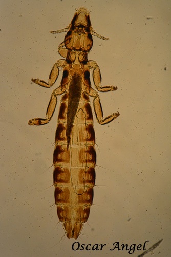 Genus Anaticola · iNaturalist