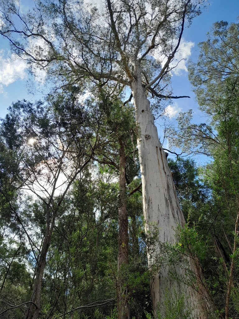 mountain grey gum from Lightning Creek Campground on January 5, 2024 at ...