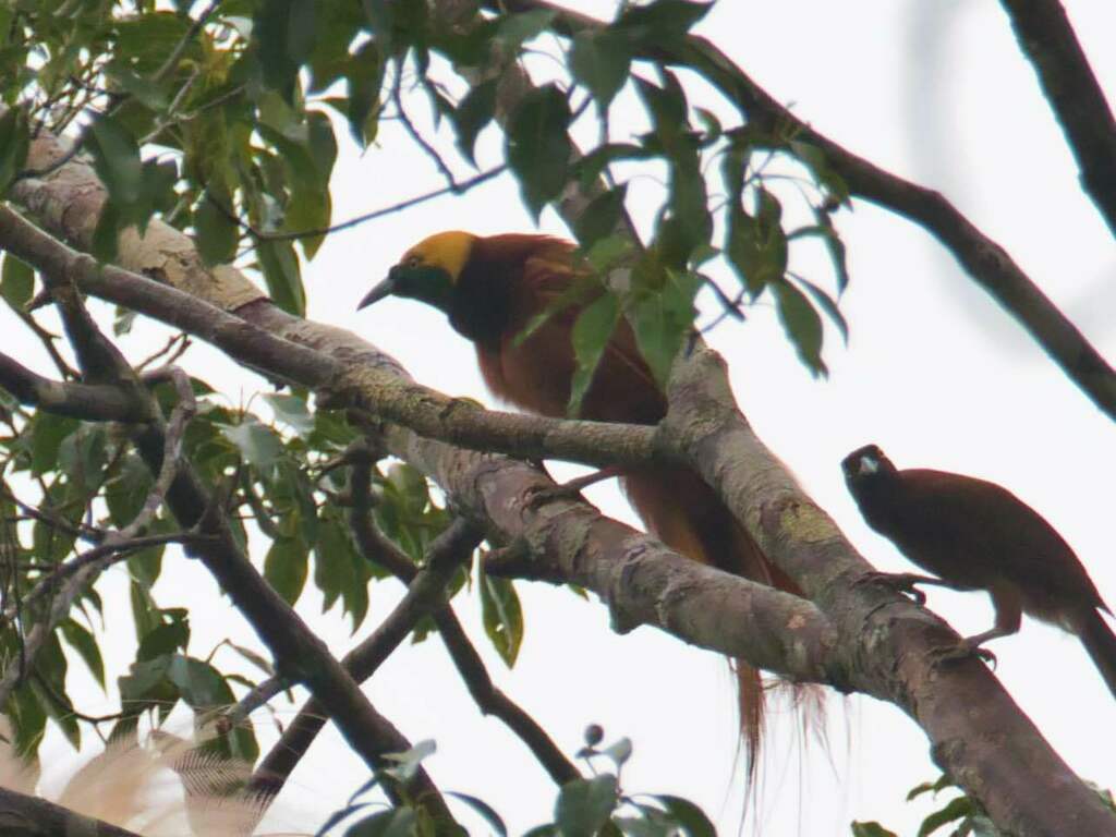 Paradisaea Birds-of-Paradise from North Fly District, Western Province ...