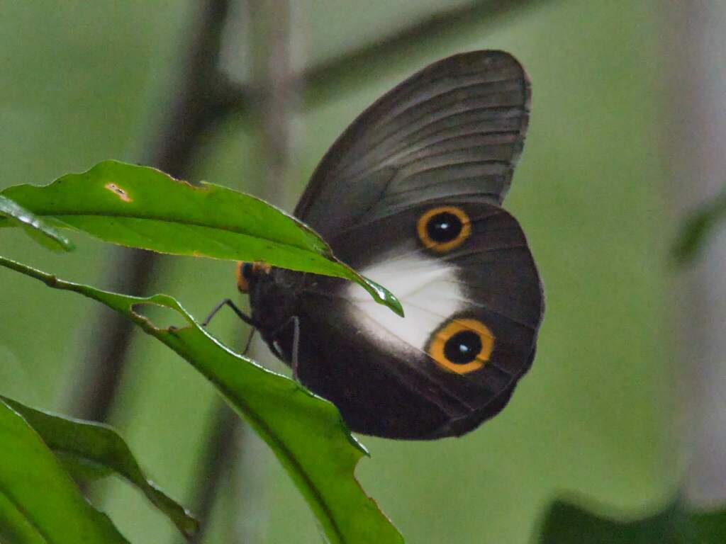 Taenaris from North Fly District, Western Province, Papua New Guinea on ...