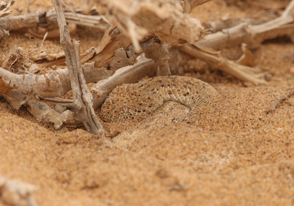 Peringuey's Adder in December 2023 by Ryan van Huyssteen · iNaturalist