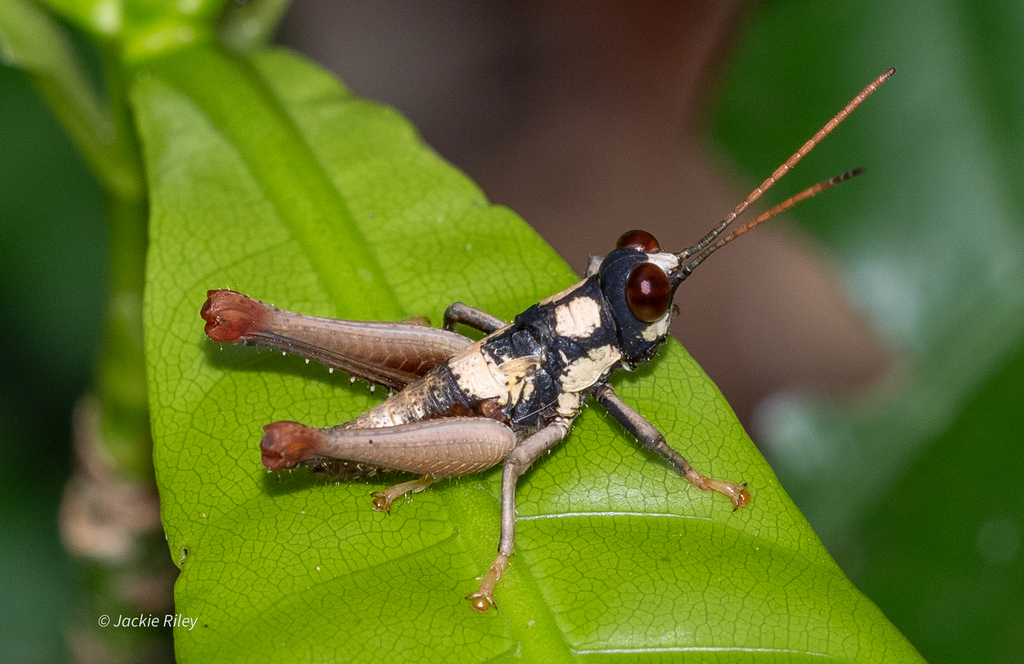 Episomacris pakitzae from ARCC, Lago Soledad, Tambopata, Peru on ...