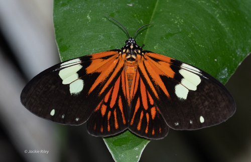 Chetone mimica · iNaturalist Ecuador