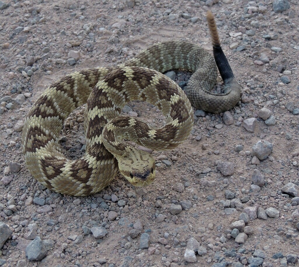 Northern Black-tailed Rattlesnake from Santa Cruz County, AZ, USA on ...