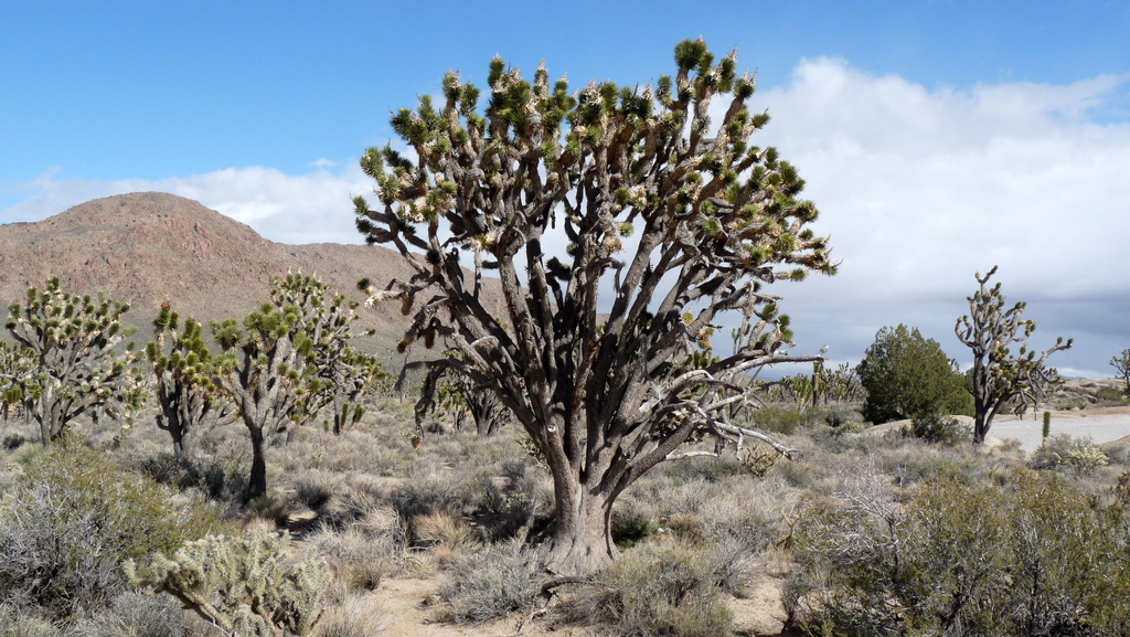 Joshua Tree from Cima Rd, Mojave NR, California 92364, USA on April 5 ...