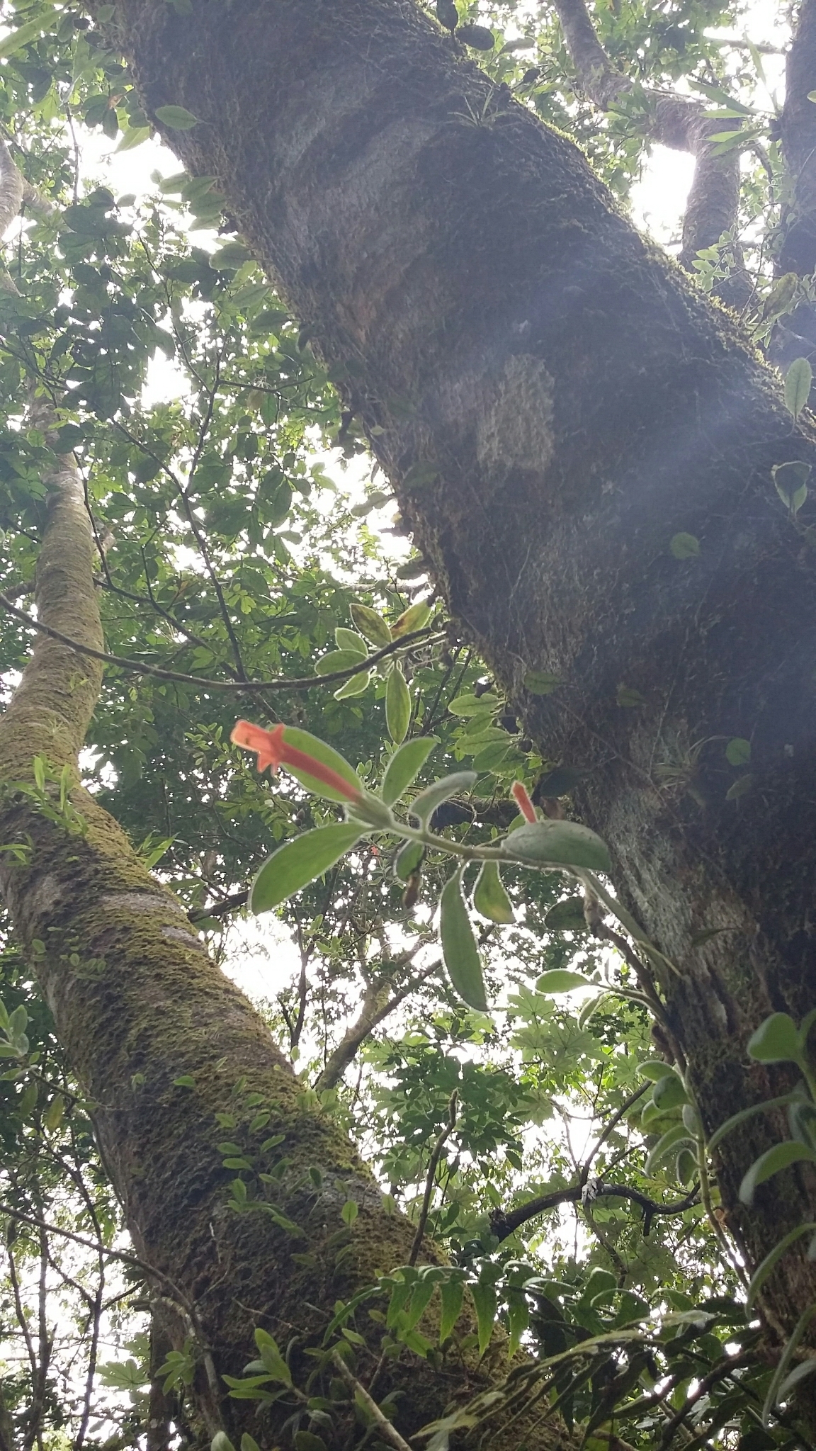 Columnea scandens L.