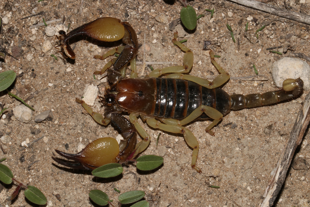 Robust Burrowing Scorpion from Halali, Namibia on December 26, 2023 at ...