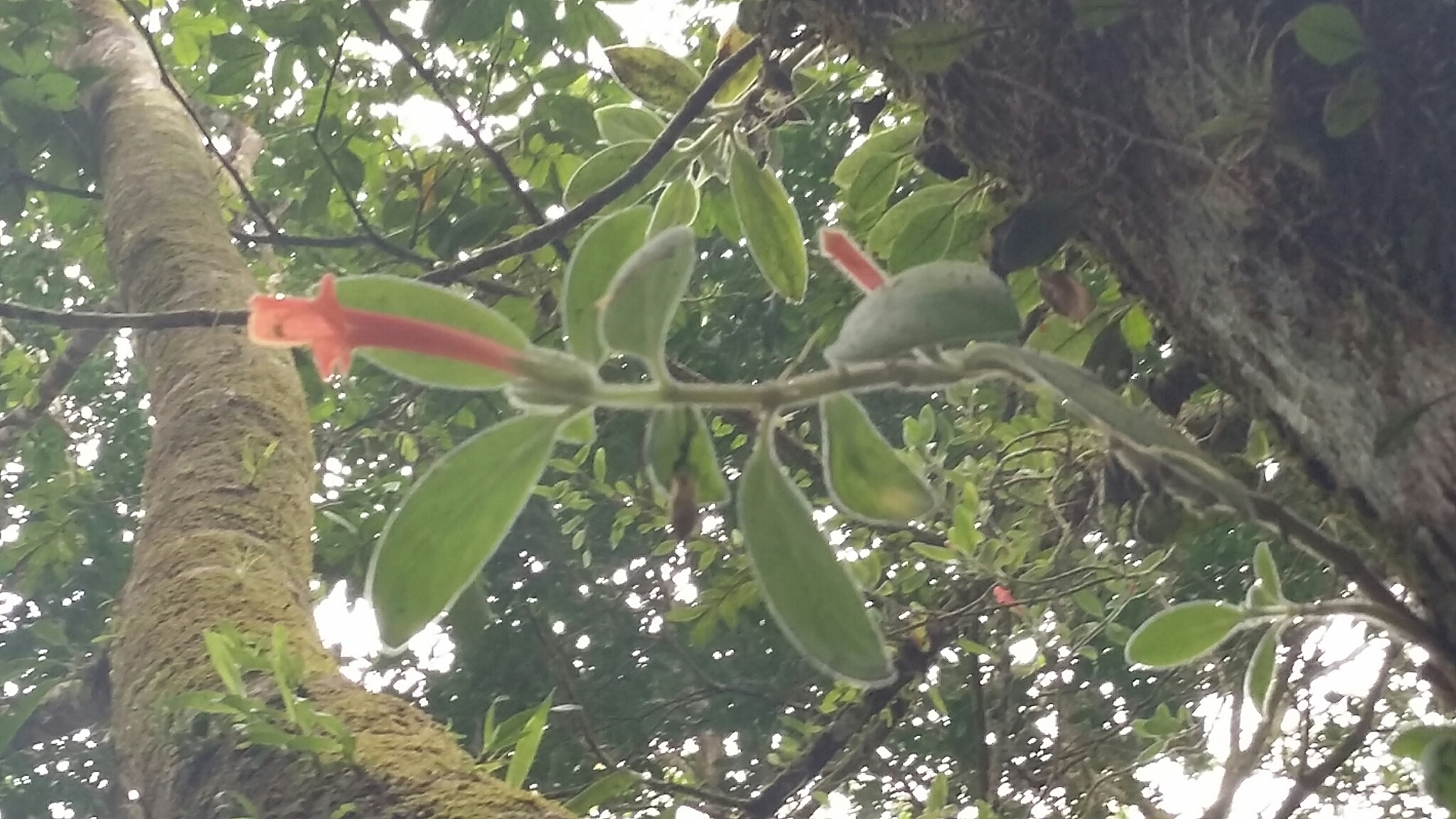 Columnea scandens L.
