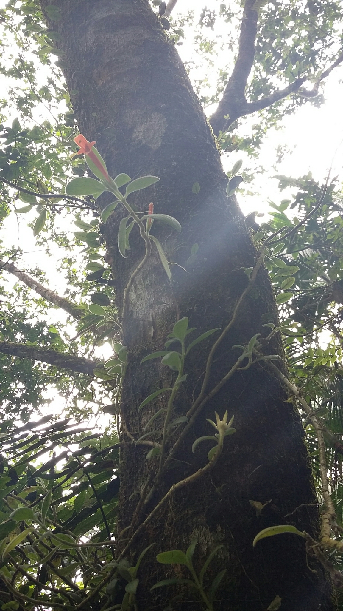 Columnea scandens L.