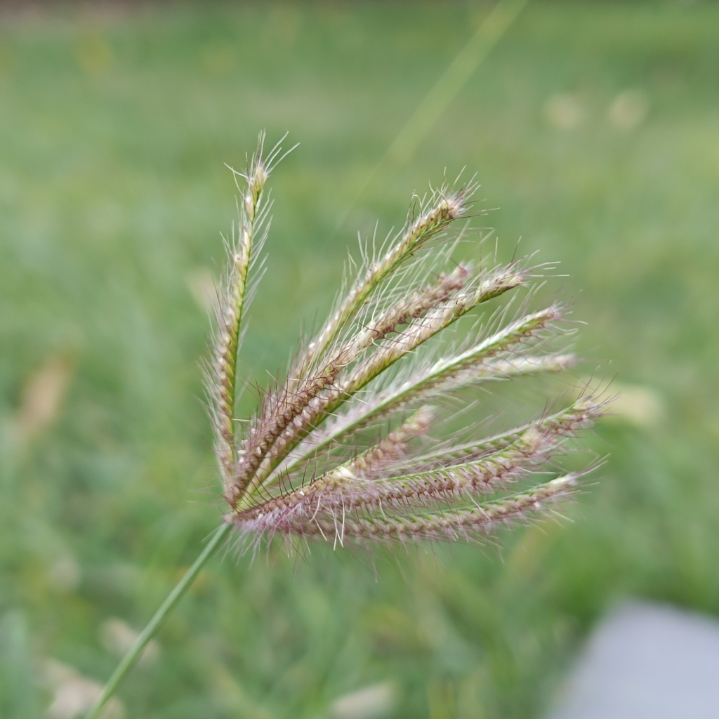 Finger Grass in January 2024 by Sutthikhun Phaengphongsai · iNaturalist