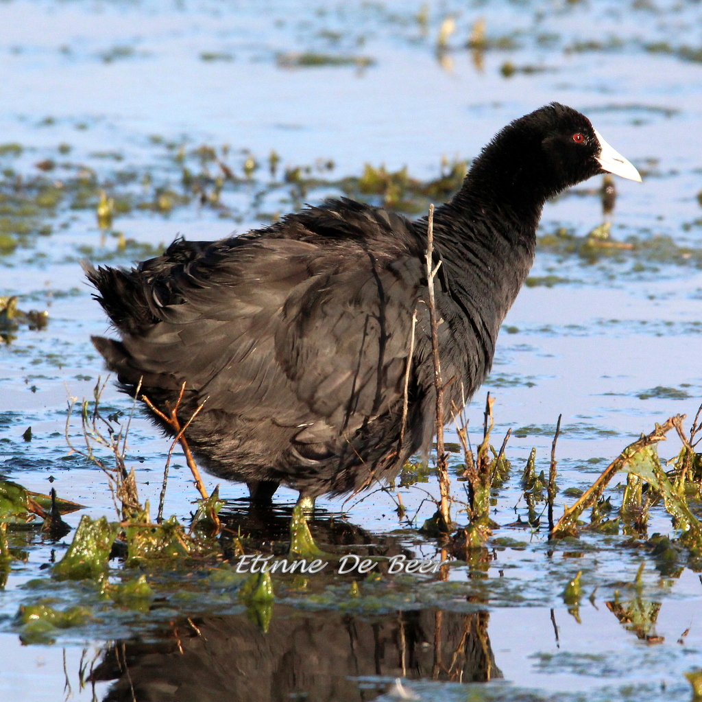 Red-knobbed Coot from Voelvlei on December 10, 2023 at 06:17 AM by ...