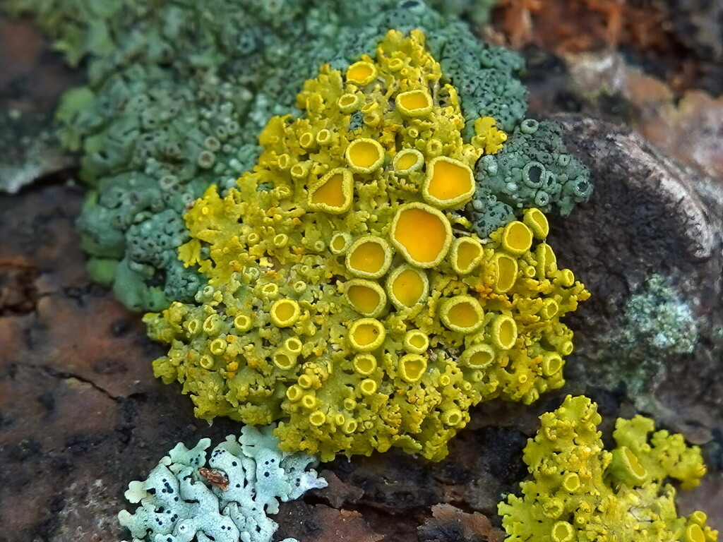 Pin-cushion Sunburst Lichen (Lichens of the U.S.A pt. 1) · iNaturalist