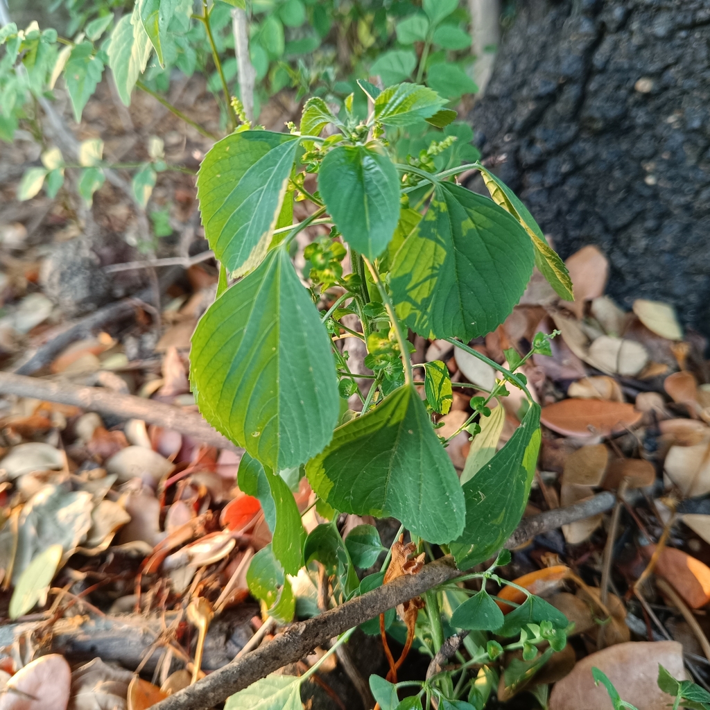 Indian Acalypha in January 2024 by Sutthikhun Phaengphongsai · iNaturalist