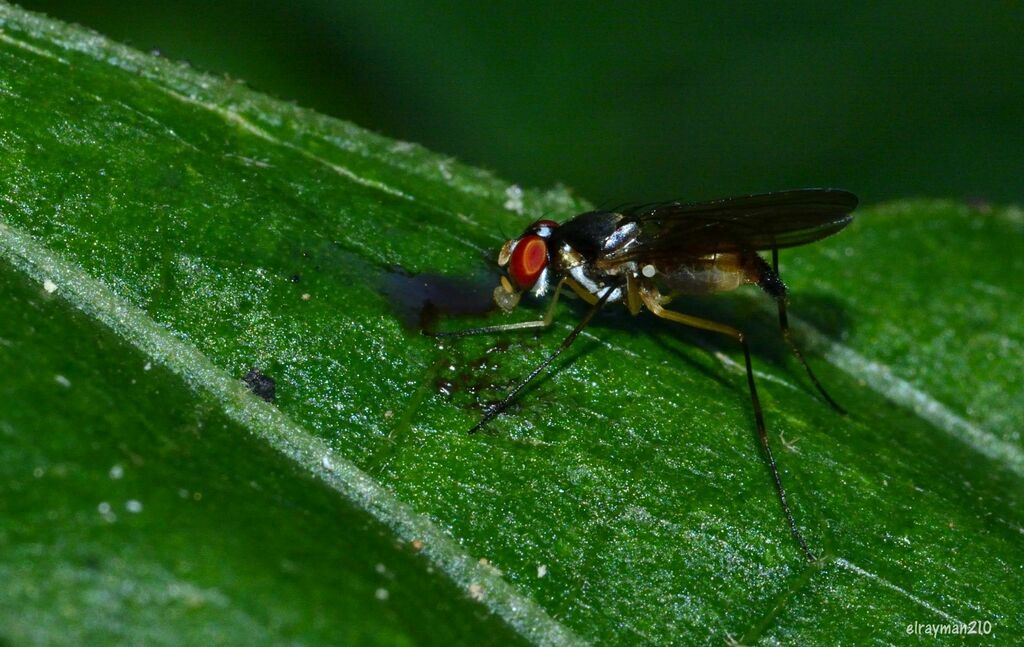 Stretched-foot Flies from Colonia, Uruapan, Mich., México on September ...
