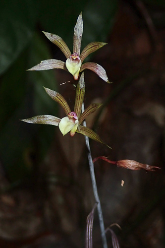 Genus Ania · iNaturalist