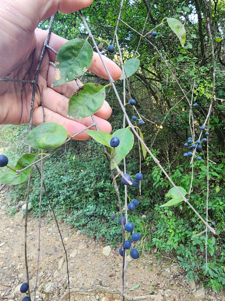 Netleaf Forestiera from 67210 N.L., México on January 6, 2024 at 11:06 ...