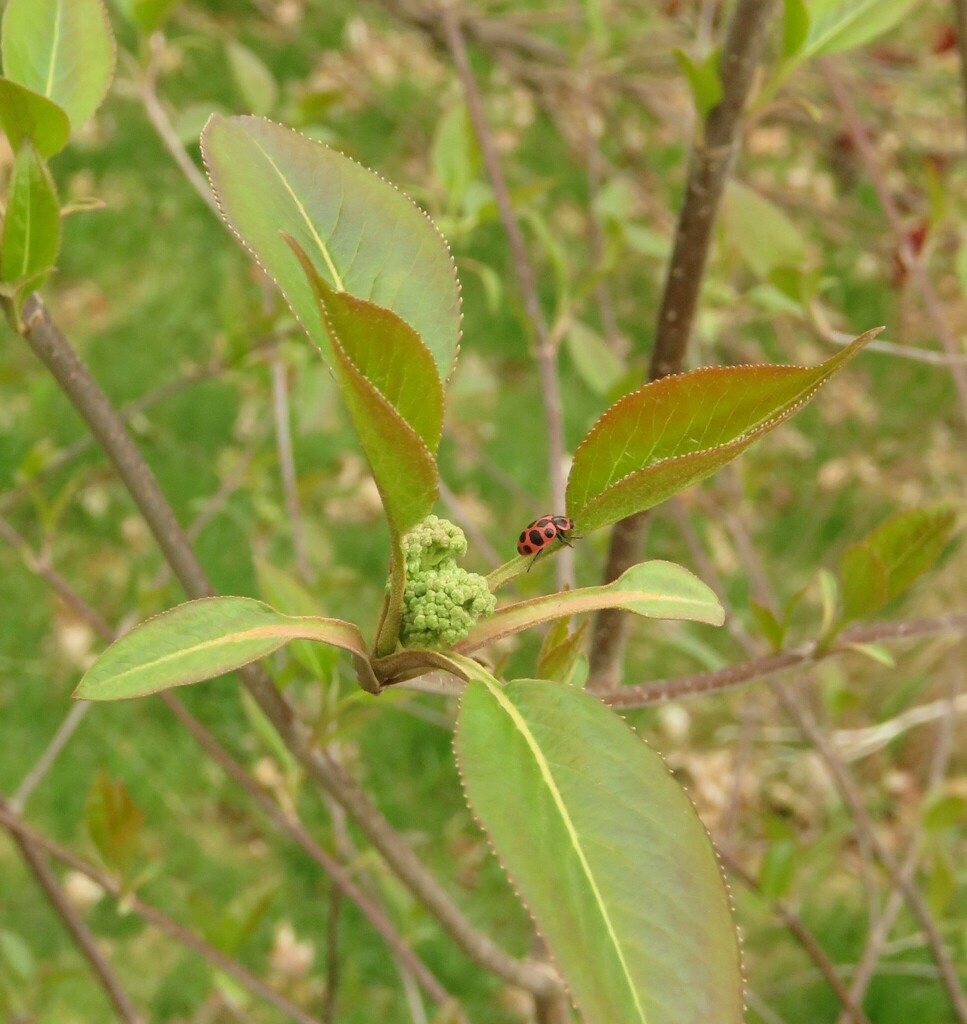 Spotted Pink Lady Beetle from 431 E Rd, Milton, VT 05468, USA on May 5 ...