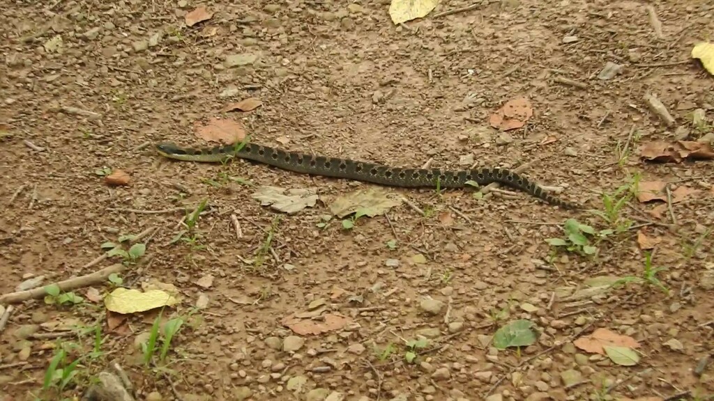 Eastern Hognose Snake in August 2022 by Jonathan Sowers · iNaturalist