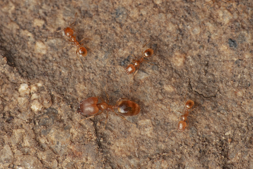 Observations by nana7mi · iNaturalist