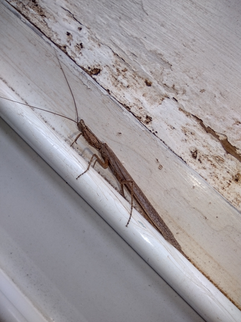 Galepsus from Kimumu, Kenya on January 6, 2024 at 12:05 PM by Mike ...