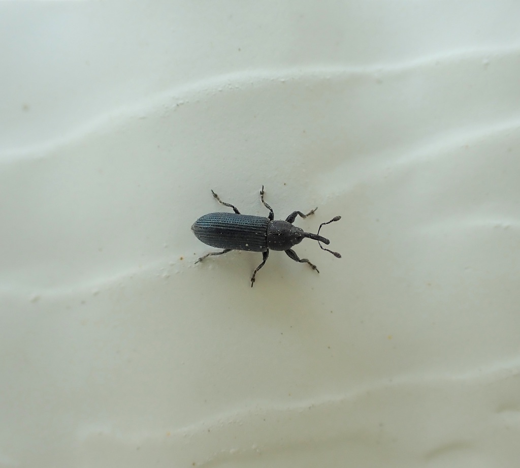 True Weevils from Douglasdale, Calgary, AB T2Z, Canada on May 18, 2023 ...