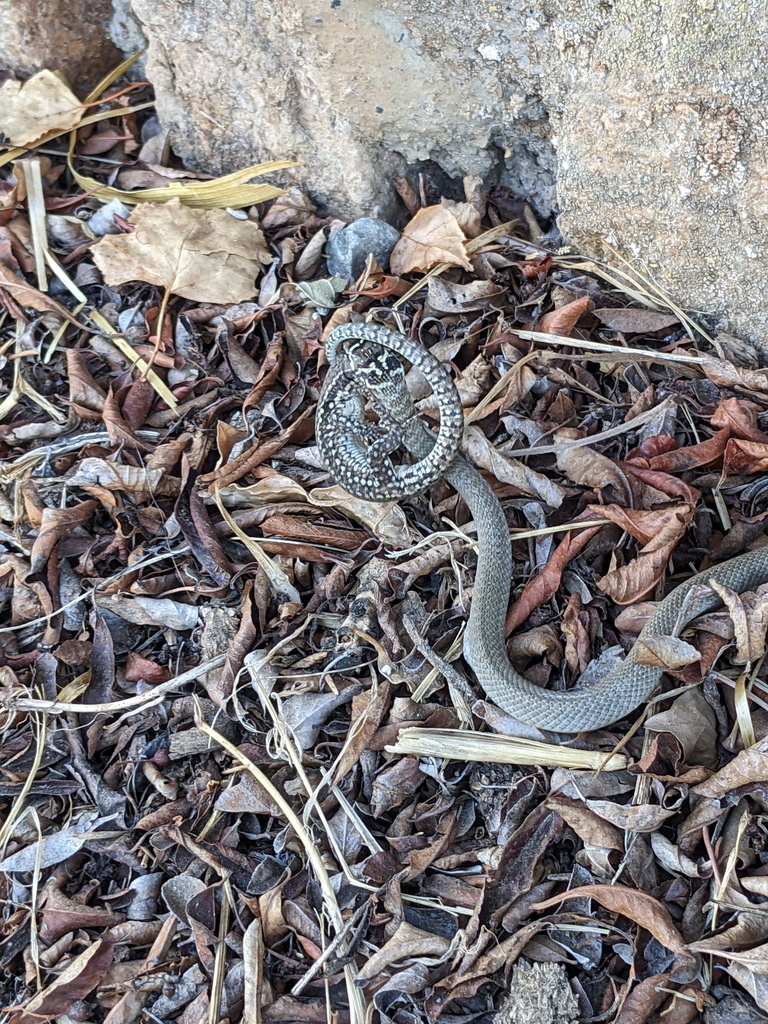 Green Whip Snake from 12450 Flavin, France on October 11, 2023 at 05:22 ...